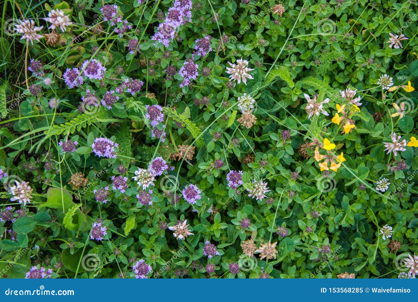 Meadow flowers texture stock image. Image of wild, pink - 153568285
