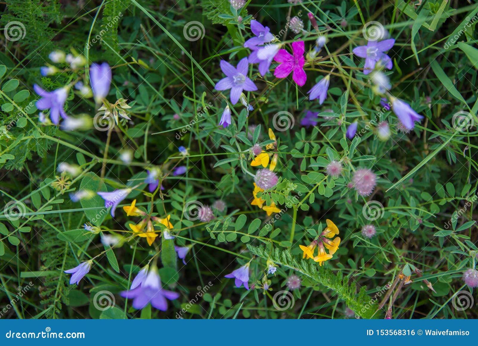 Meadow flowers texture stock photo. Image of violet - 153568316