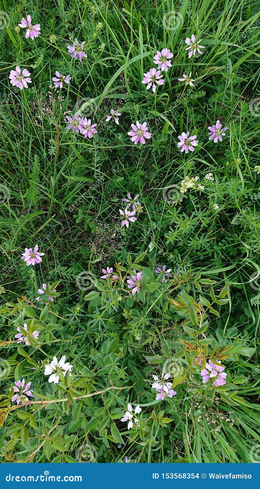 Meadow flowers texture stock photo. Image of meadow - 153568354