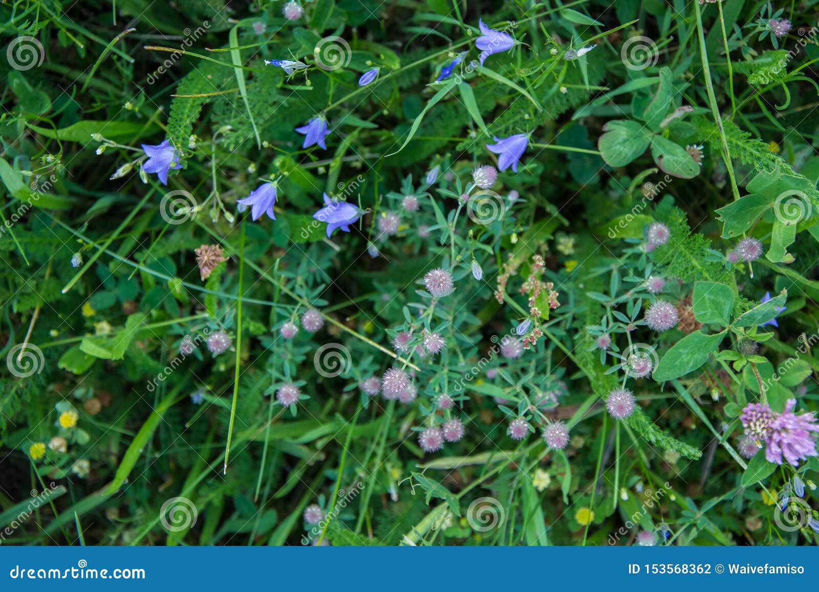 Meadow flowers texture stock photo. Image of meadow - 153568362