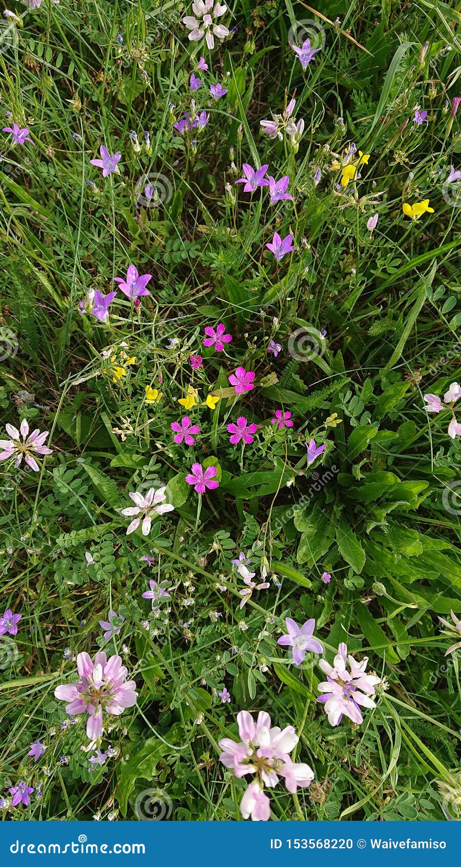 Meadow flowers texture stock photo. Image of wild, meadow - 153568220