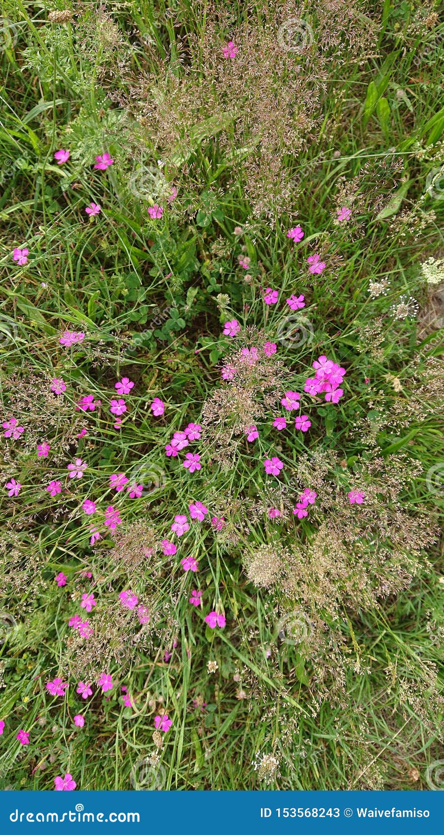 Meadow flowers texture stock image. Image of full, background - 153568243