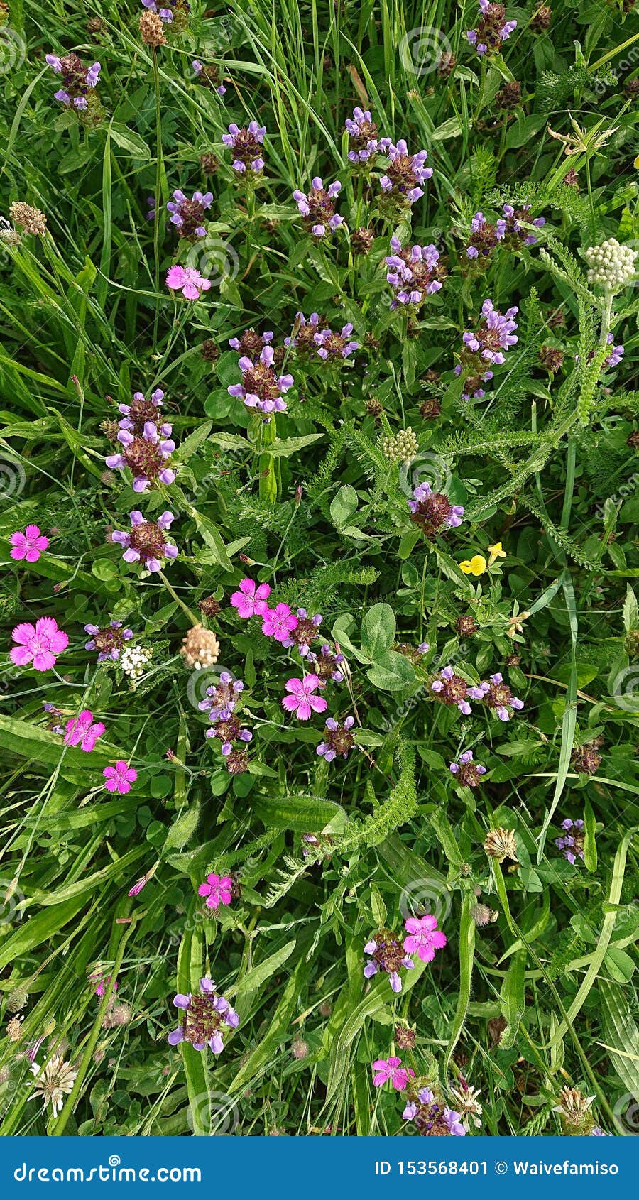 Meadow flowers texture stock image. Image of full, carnation - 153568401