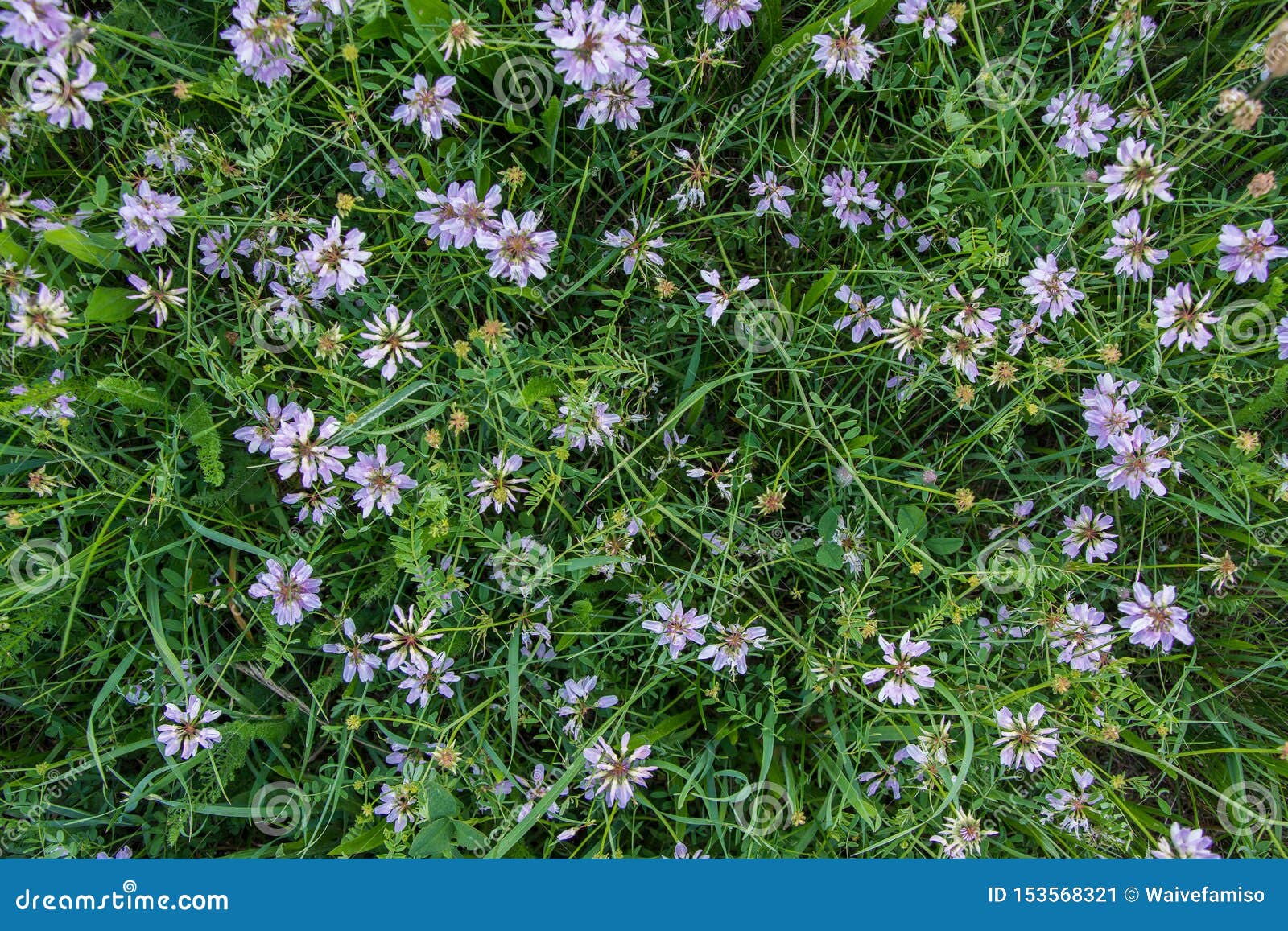 Meadow flowers texture stock image. Image of blooming - 153568321