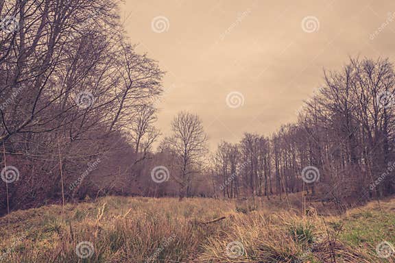 Meadow in a forest at dawn stock photo. Image of park - 75481414