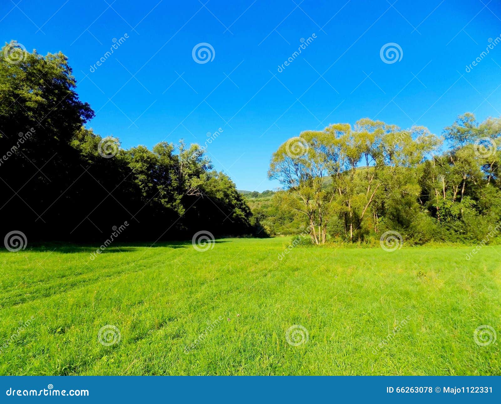 Meadow and forest stock photo. Image of wood, land, grass - 66263078