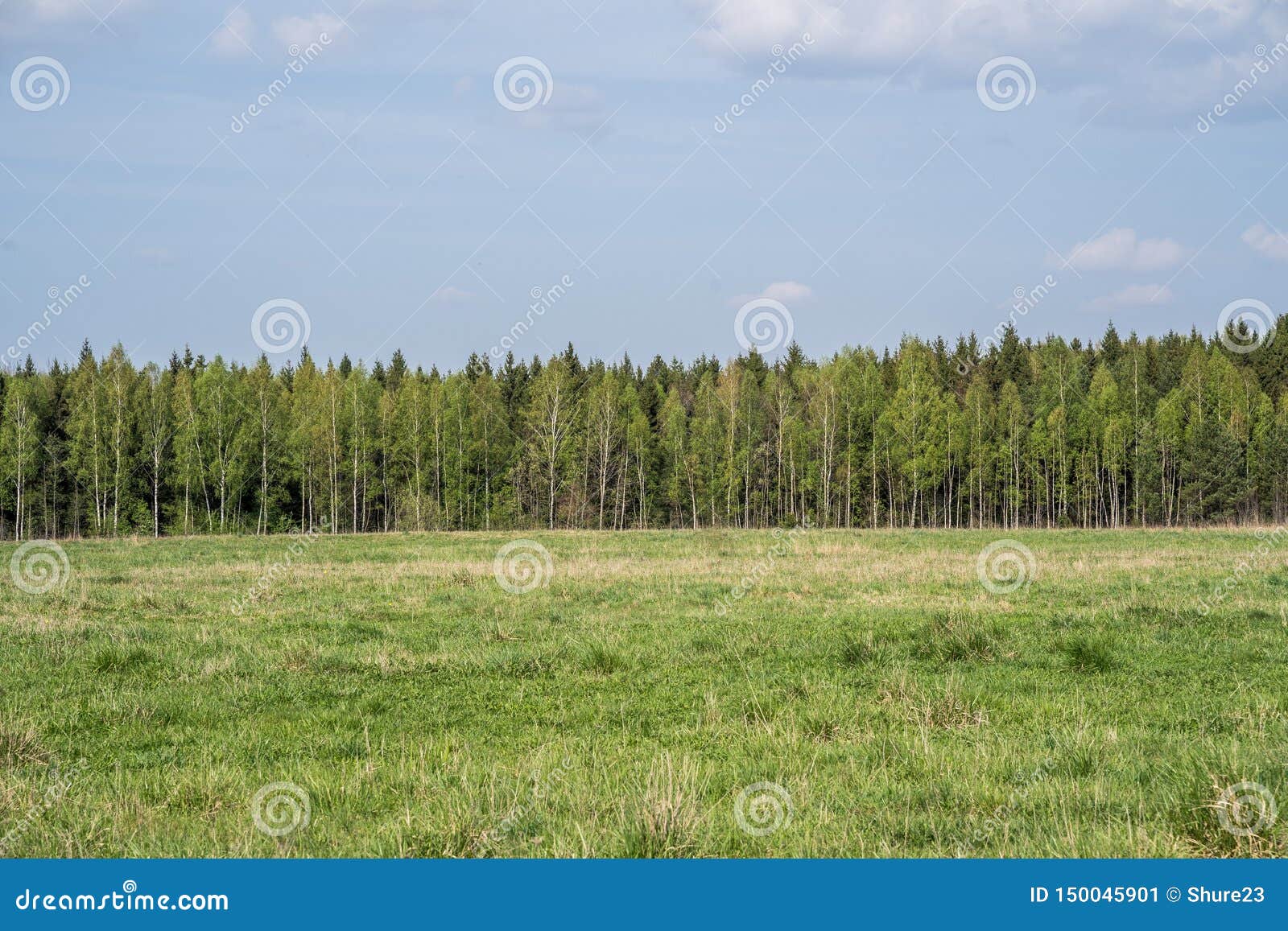 Meadow and a Forest in a Distance on a Clear Sunny Day Stock Image ...