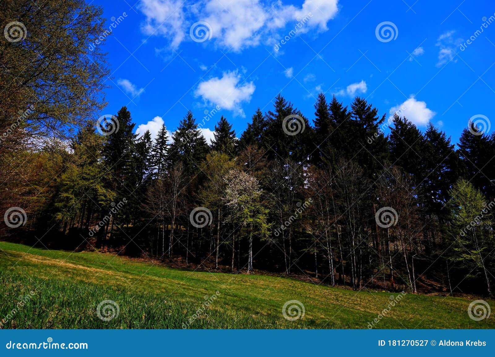 Meadow and forest stock image. Image of outdoor, tree - 181270527