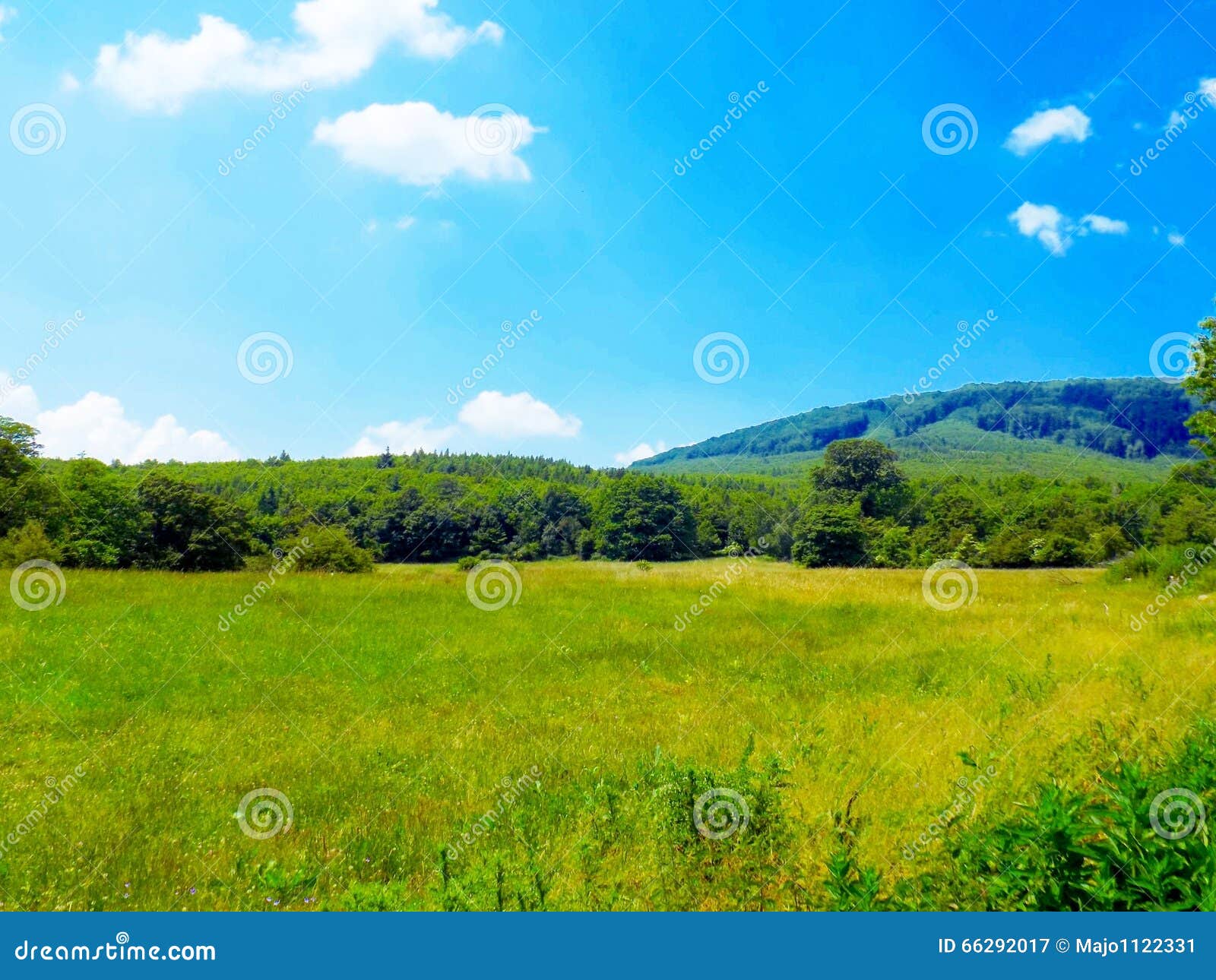 Meadow, forest and sky stock image. Image of clouds, tree - 66292017