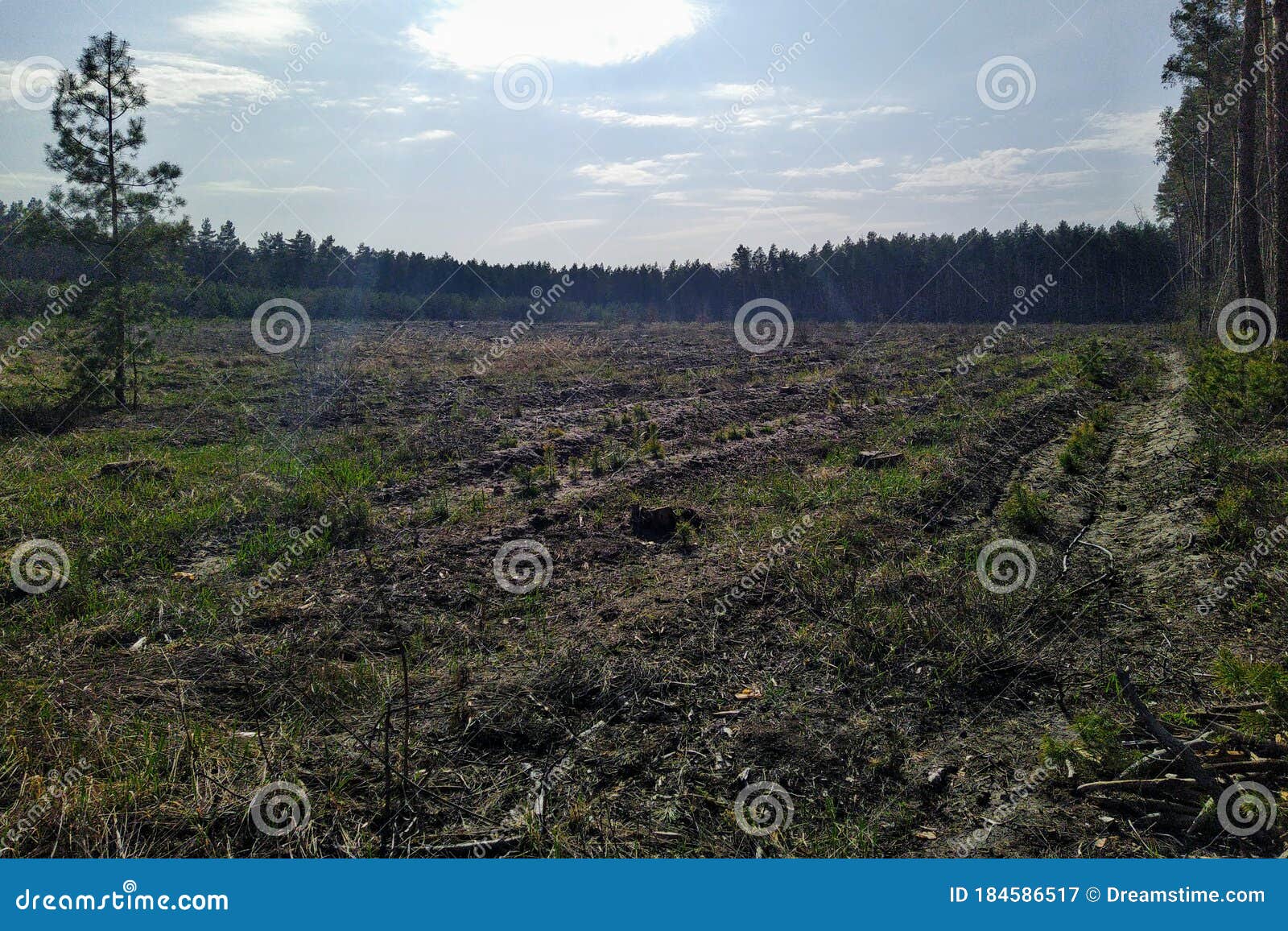 Meadow in Forest at Sunny Spring Day Stock Image - Image of coniferous ...