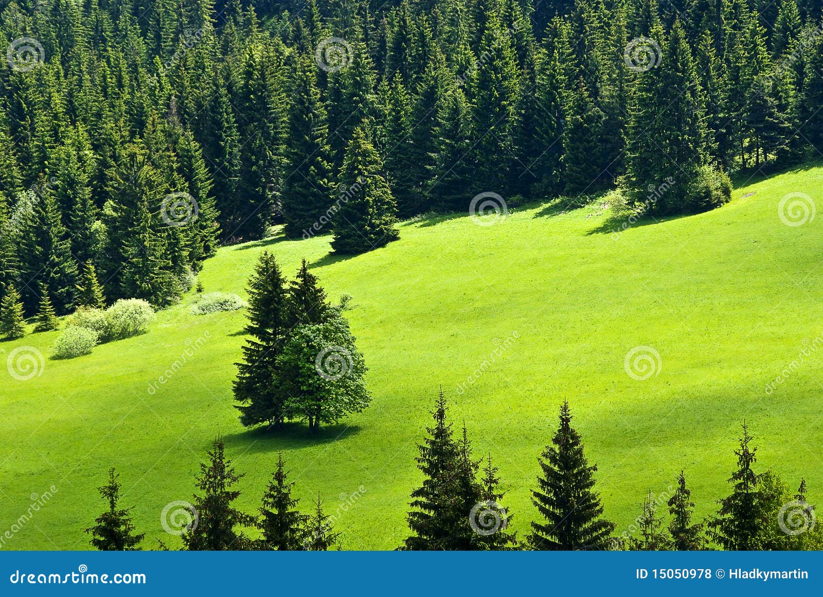 Meadow in forrest stock photo. Image of scenery, fresh - 15050978