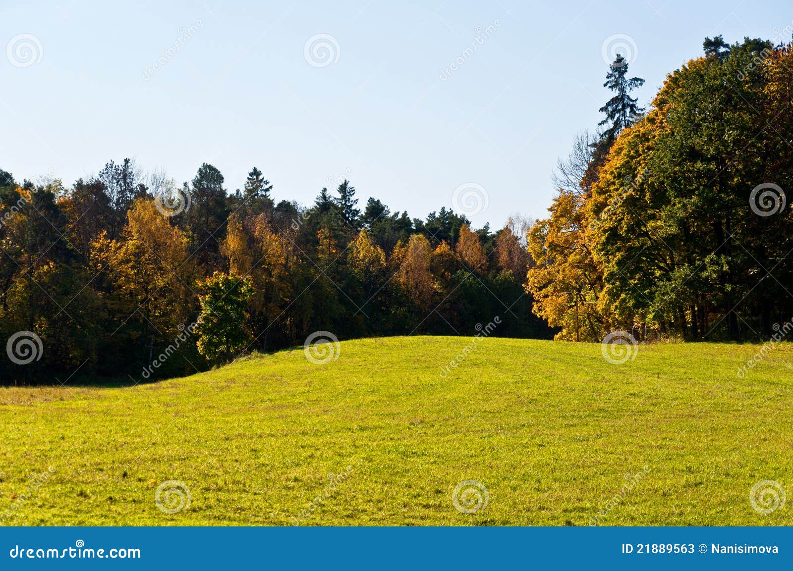 Meadow in forrest stock image. Image of mysterious, forest - 21889563