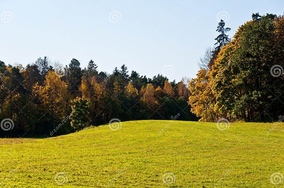 Meadow in forrest stock image. Image of mysterious, forest - 21889563
