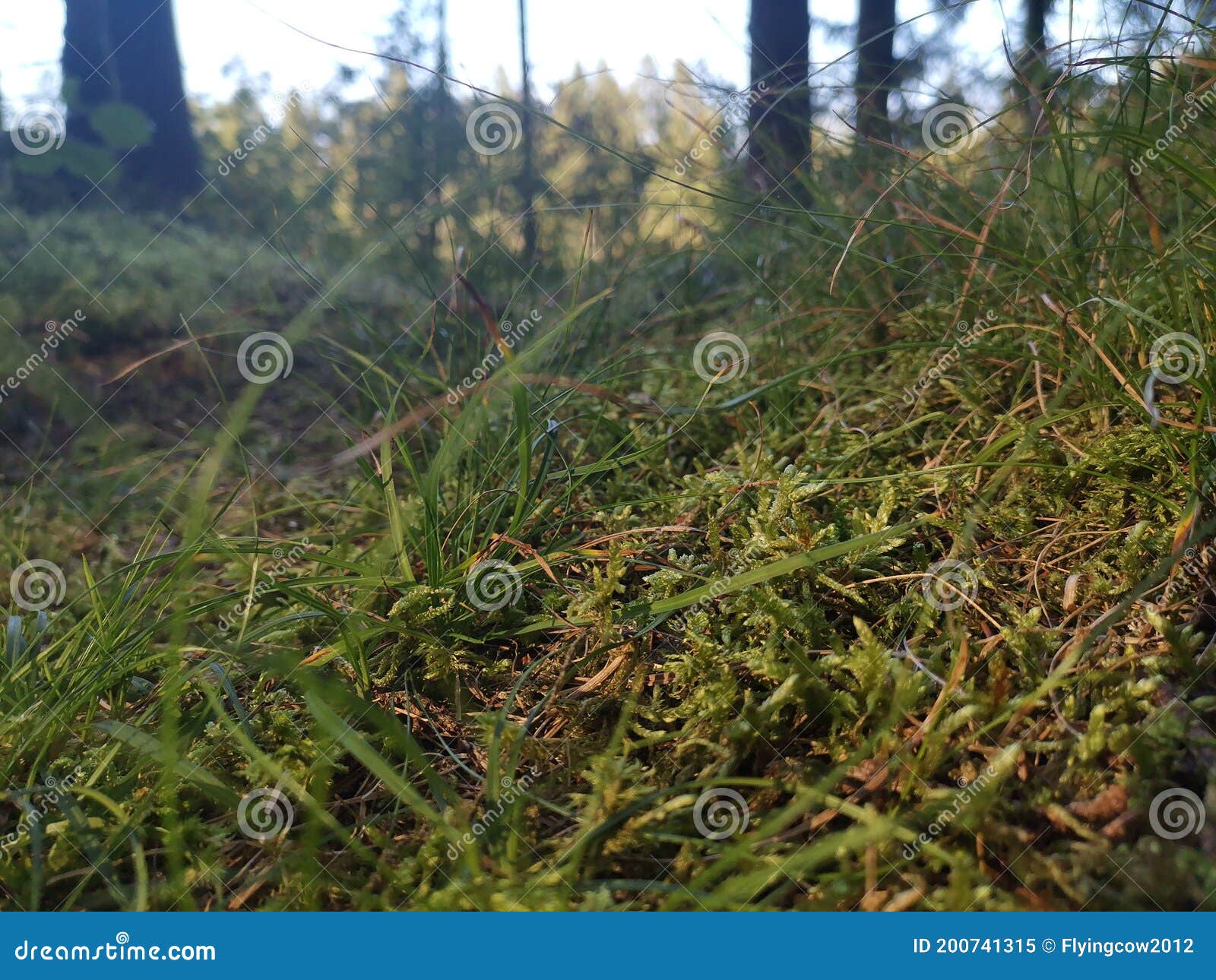 Meadow in the forrest stock image. Image of prairie - 200741315