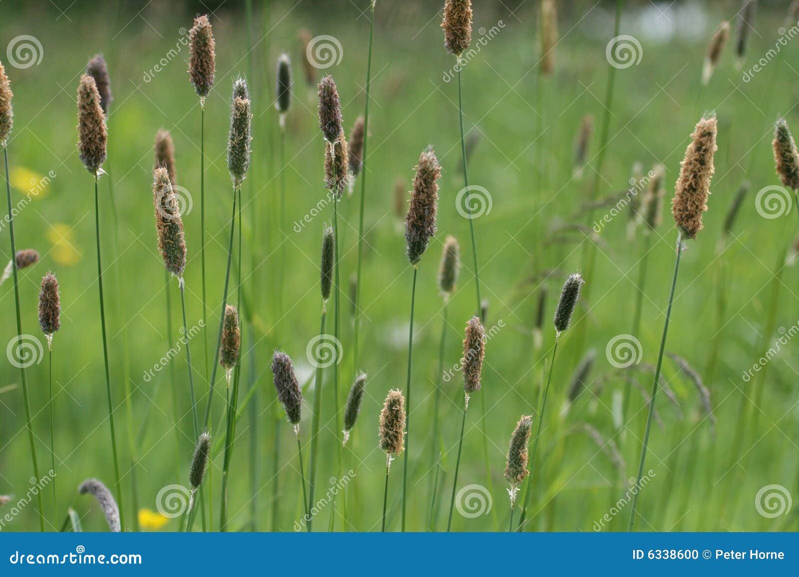 Meadow Foxtail stock photo. Image of nature, foxtail, green - 6338600