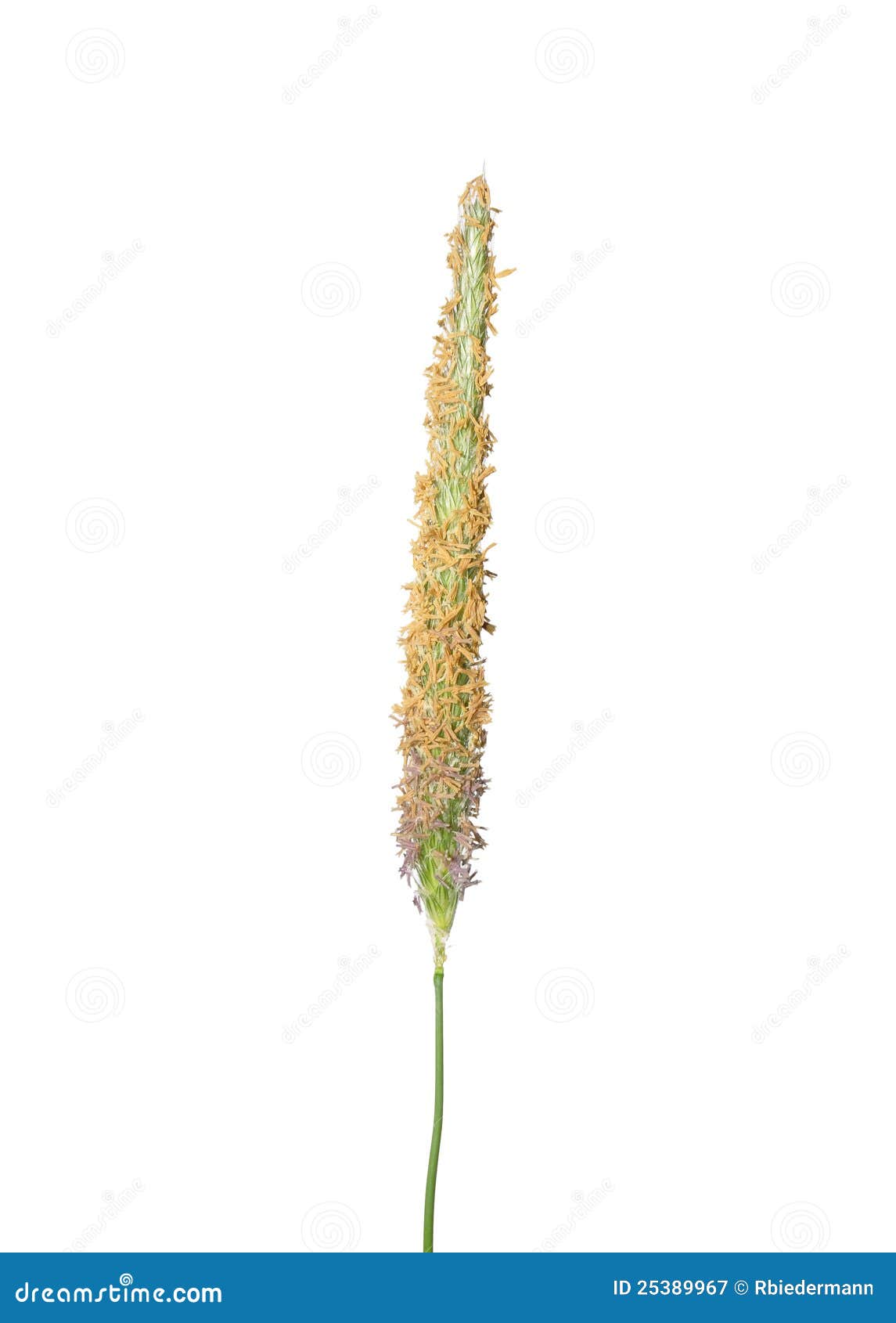 Meadow Foxtail (Alopecurus Pratensis) Stock Image - Image of foxtail ...
