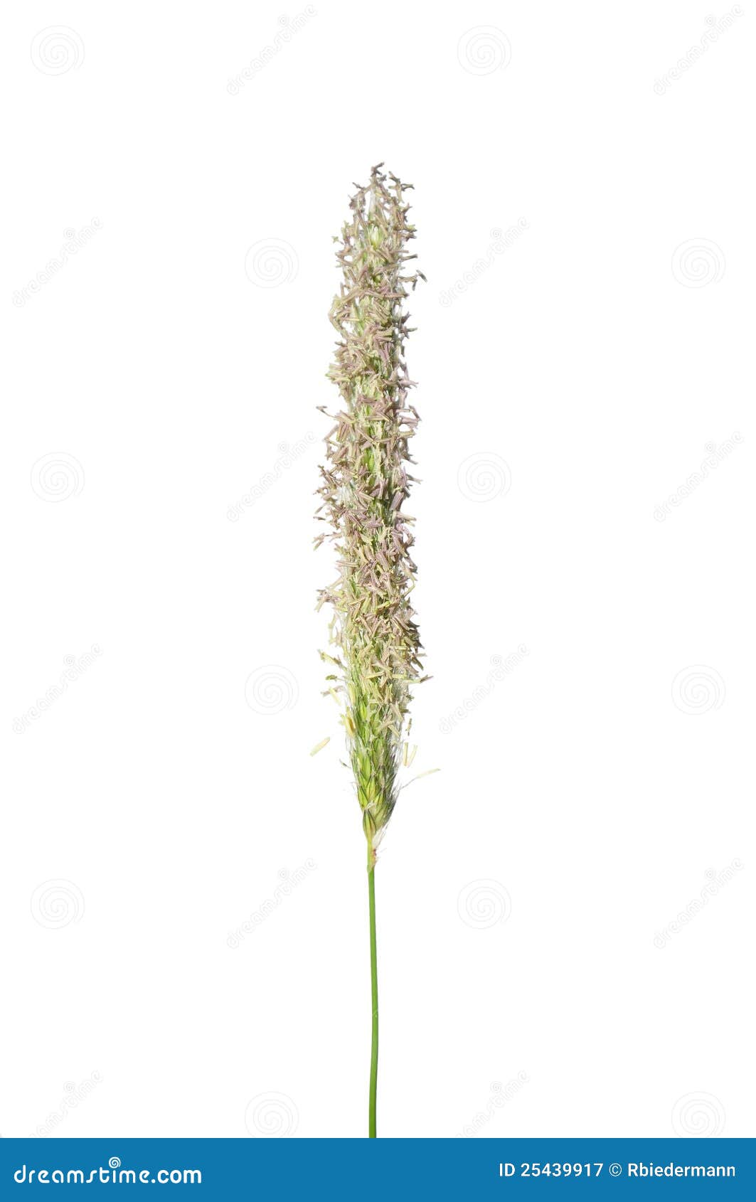 Meadow Foxtail (Alopecurus Pratensis) Stock Image - Image of foxtail ...
