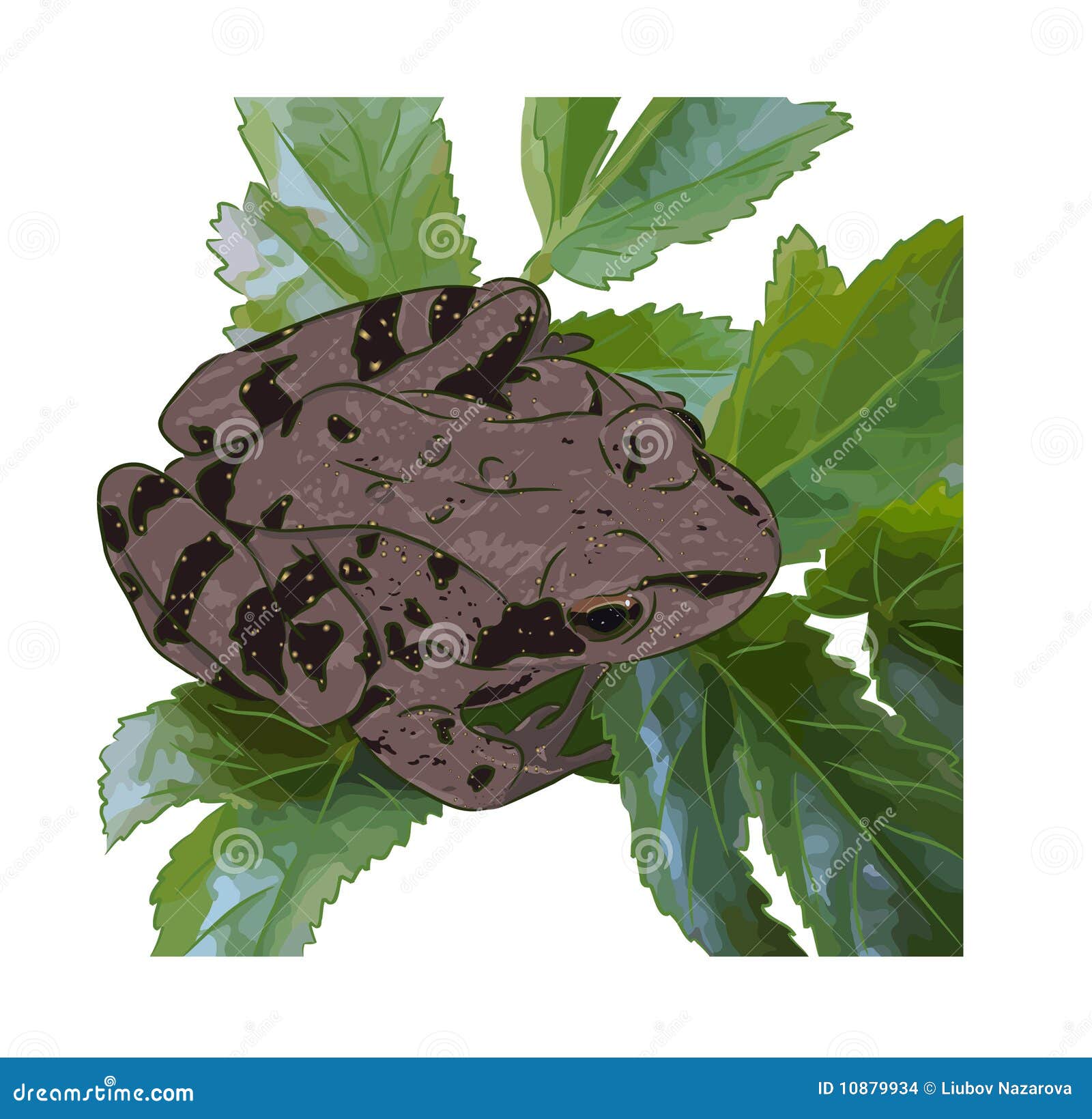 Meadow frog stock vector. Illustration of stains, contour - 10879934