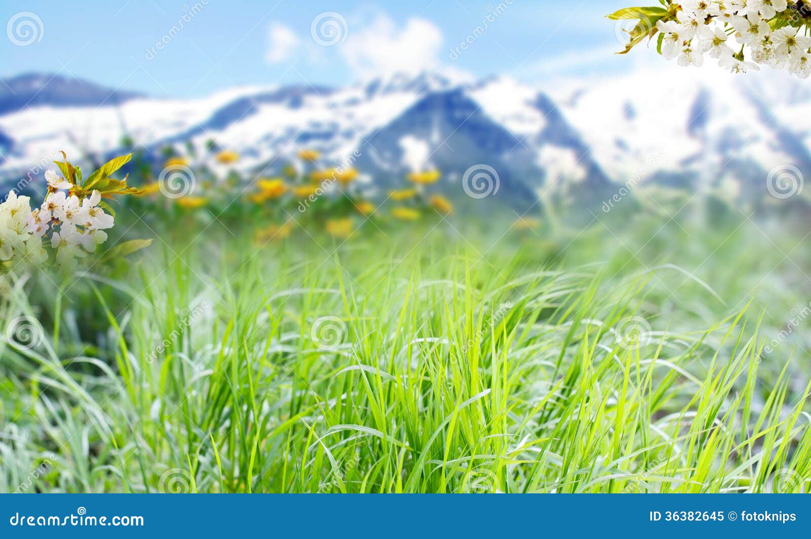 Meadow in Front of Alpine Panorama Stock Image - Image of nature ...