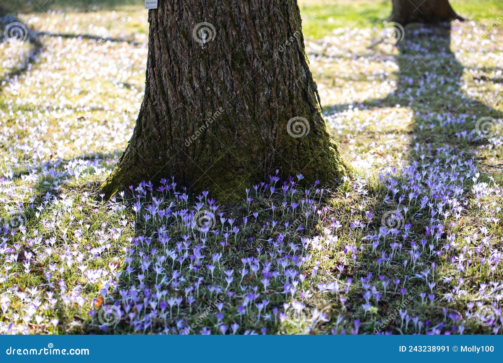 Meadow Full of Crocuses in Spring, March, Tree Behind Stock Image ...