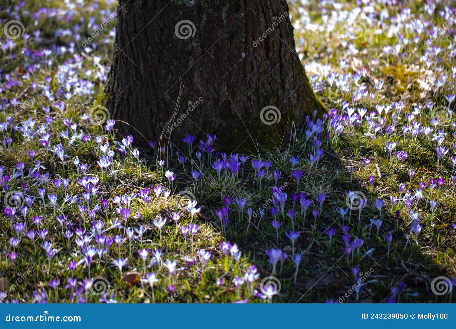 Meadow Full of Crocuses in Spring, March, Tree Behind Stock Photo ...