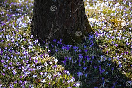 Meadow Full of Crocuses in Spring, March, Tree Behind Stock Photo ...
