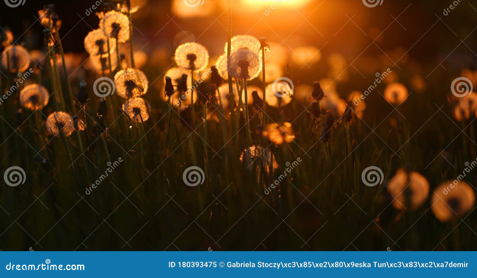 Meadow Full of Dandelions in Evening Light Stock Image - Image of macro ...