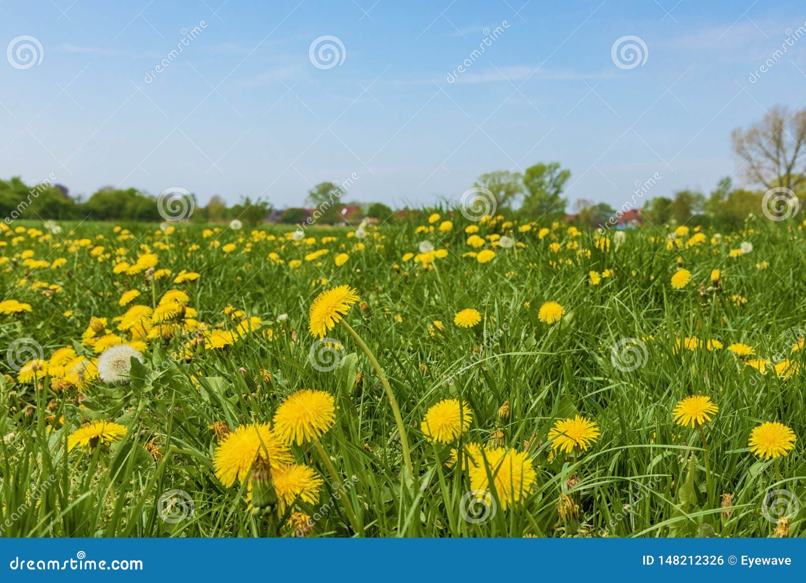 Meadow full of dandelions stock photo. Image of meadow - 148212326
