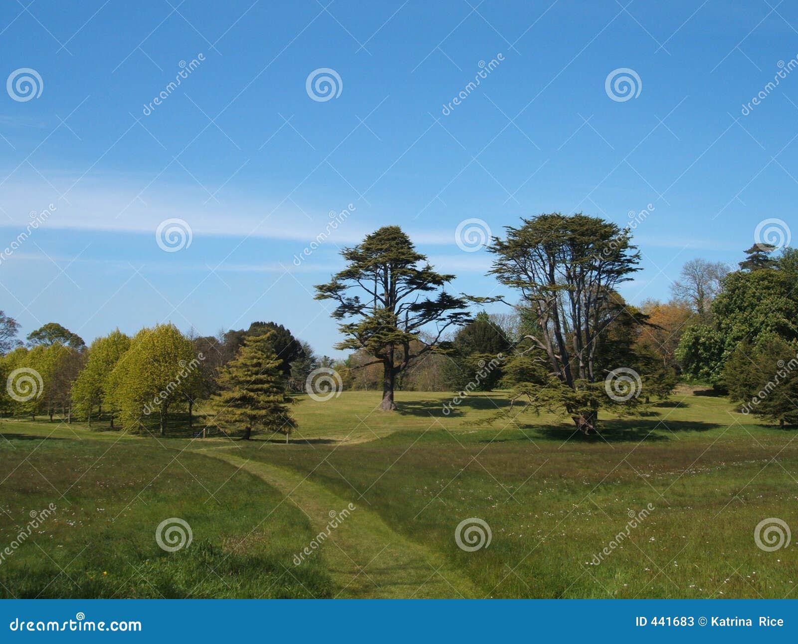Meadow full of trees stock image. Image of bush, field - 441683