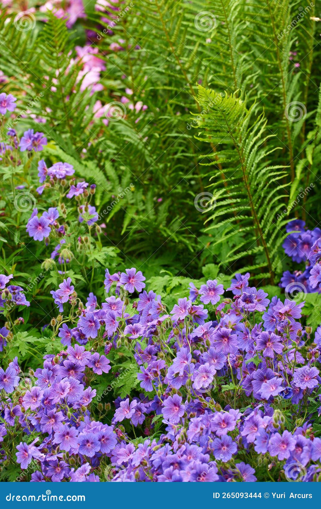 Meadow Geranium - Also Geranium Pratense - Johnsons Blue. Meadow ...