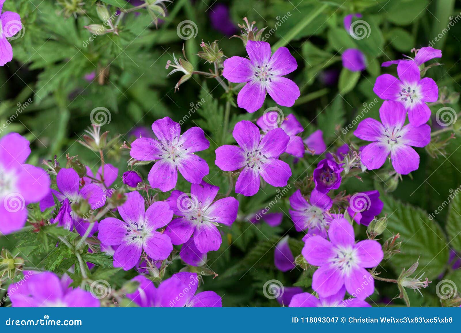 Meadow Geranium Geranium Pratense Stock Image - Image of nature ...