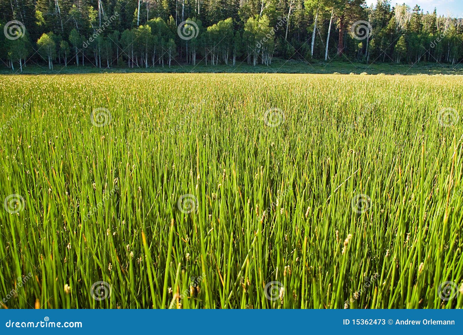 Meadow Grass stock image. Image of meadows, environment - 15362473