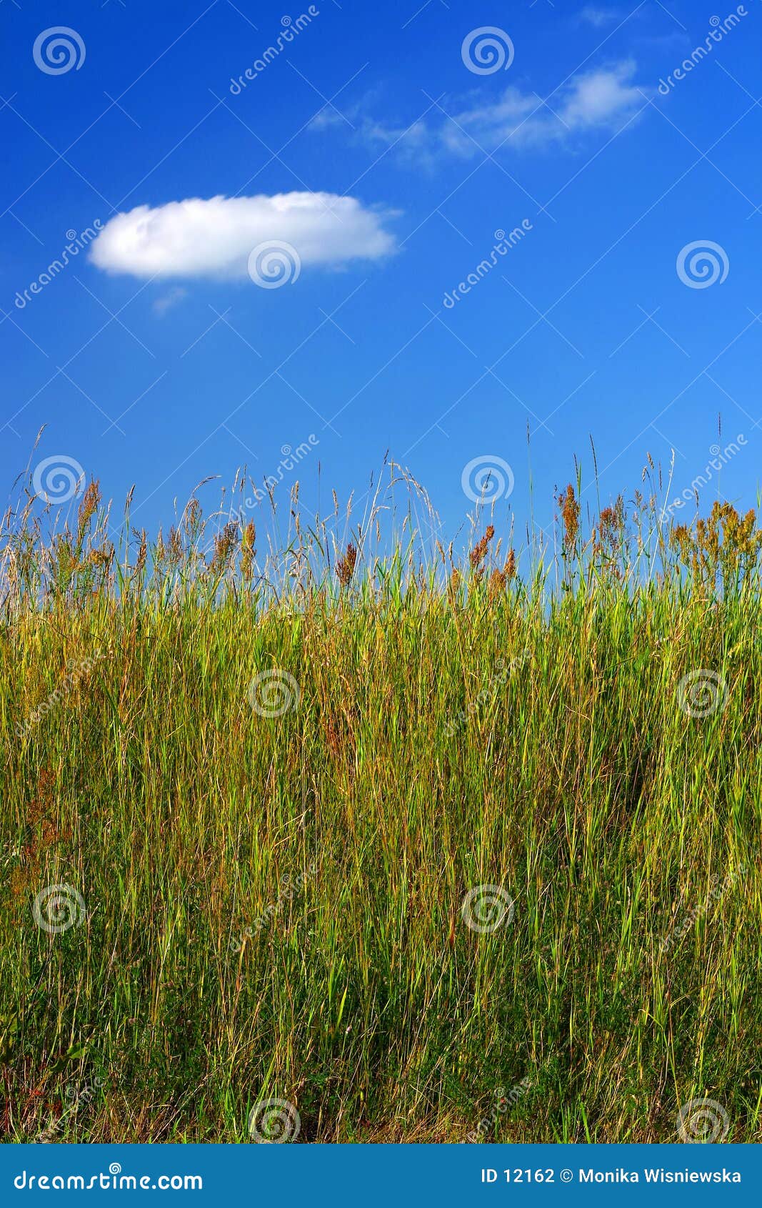The Meadow Grass Tall Fescue Festuca Partensis In Spring. The Beautiful ...