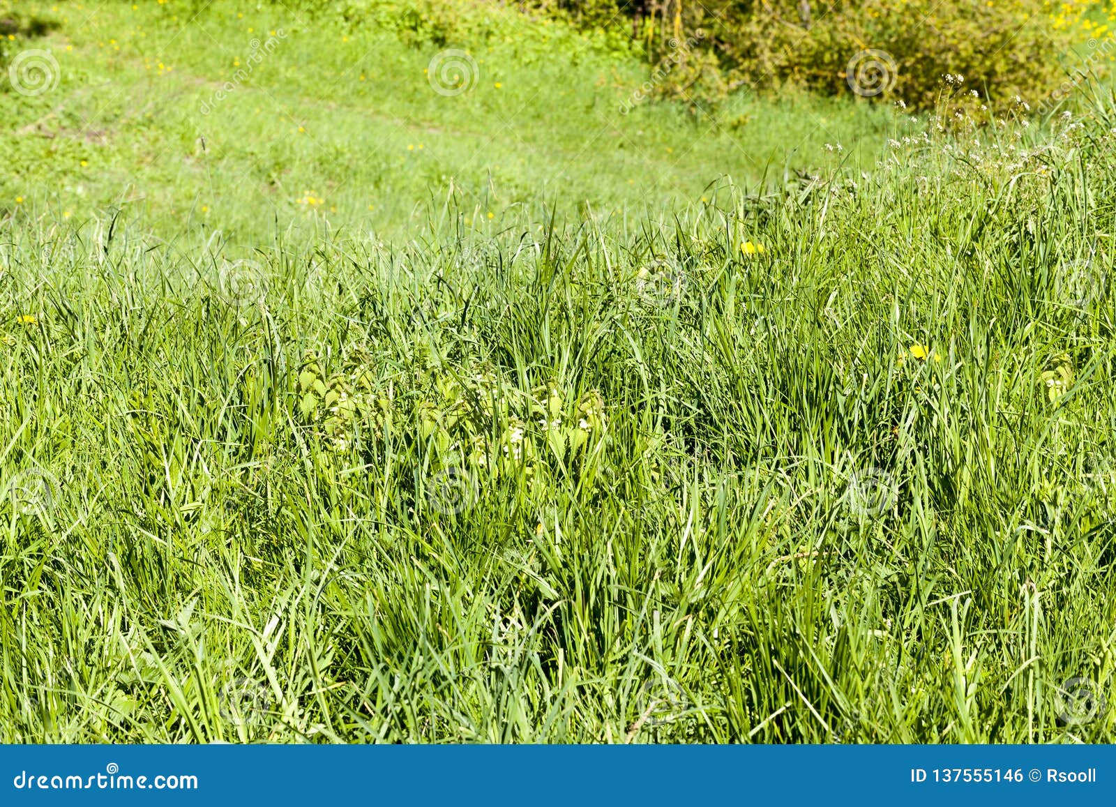Meadow grass stock photo. Image of bright, floor, grass - 137555146