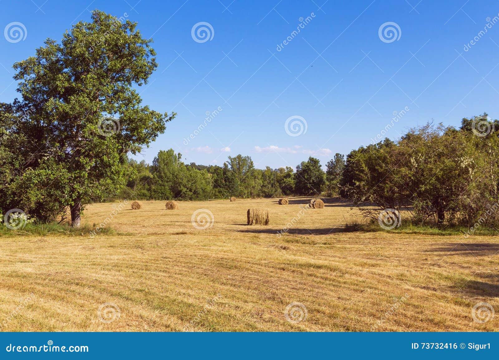 Meadow with Grass Mowed stock photo. Image of piling - 73732416