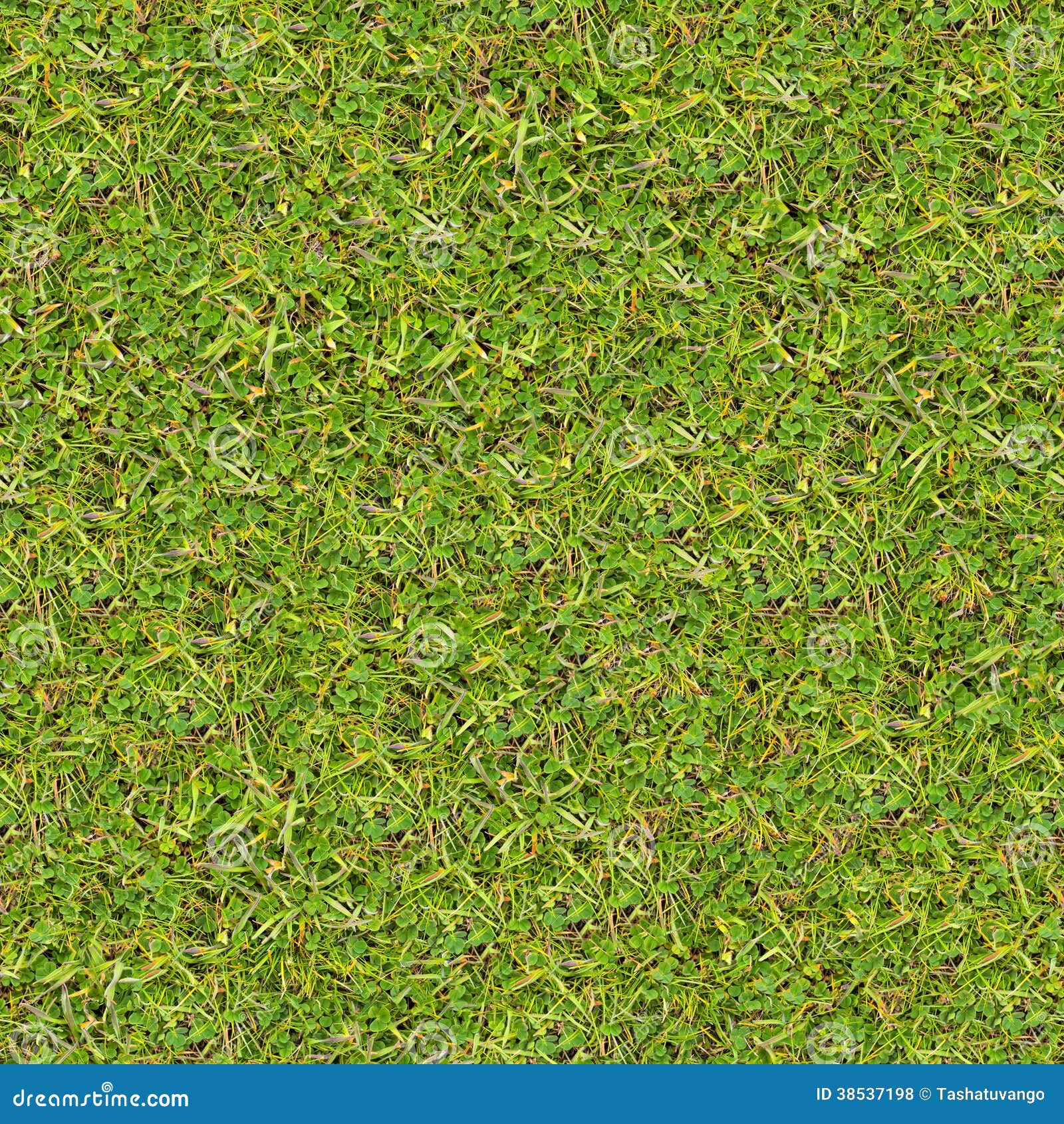 Meadow Grass. Seamless Texture. Stock Photo - Image of grow, land: 38537198