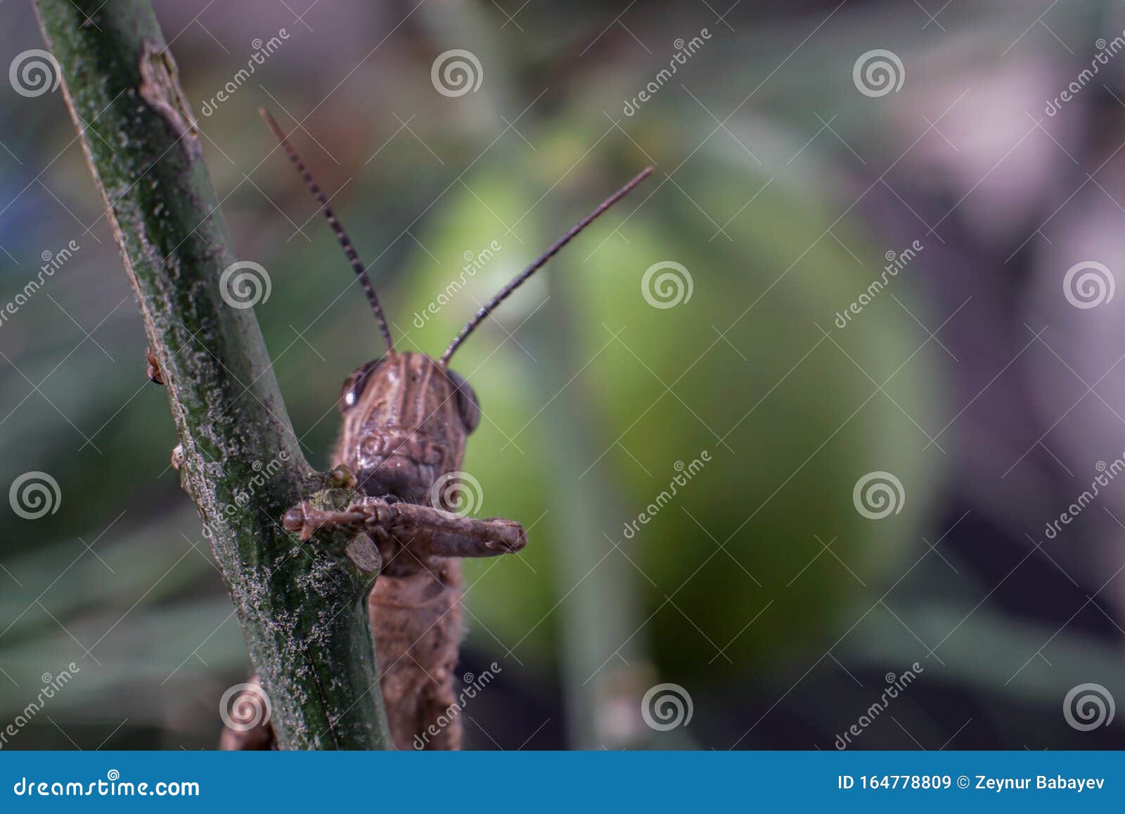 Grasshopper In Front Of White Background Royalty-Free Stock Photography ...