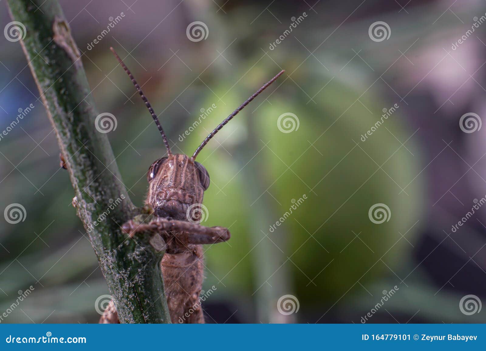 Meadow Grasshopper or Chorthippus Parallelus with Front View. Stock ...