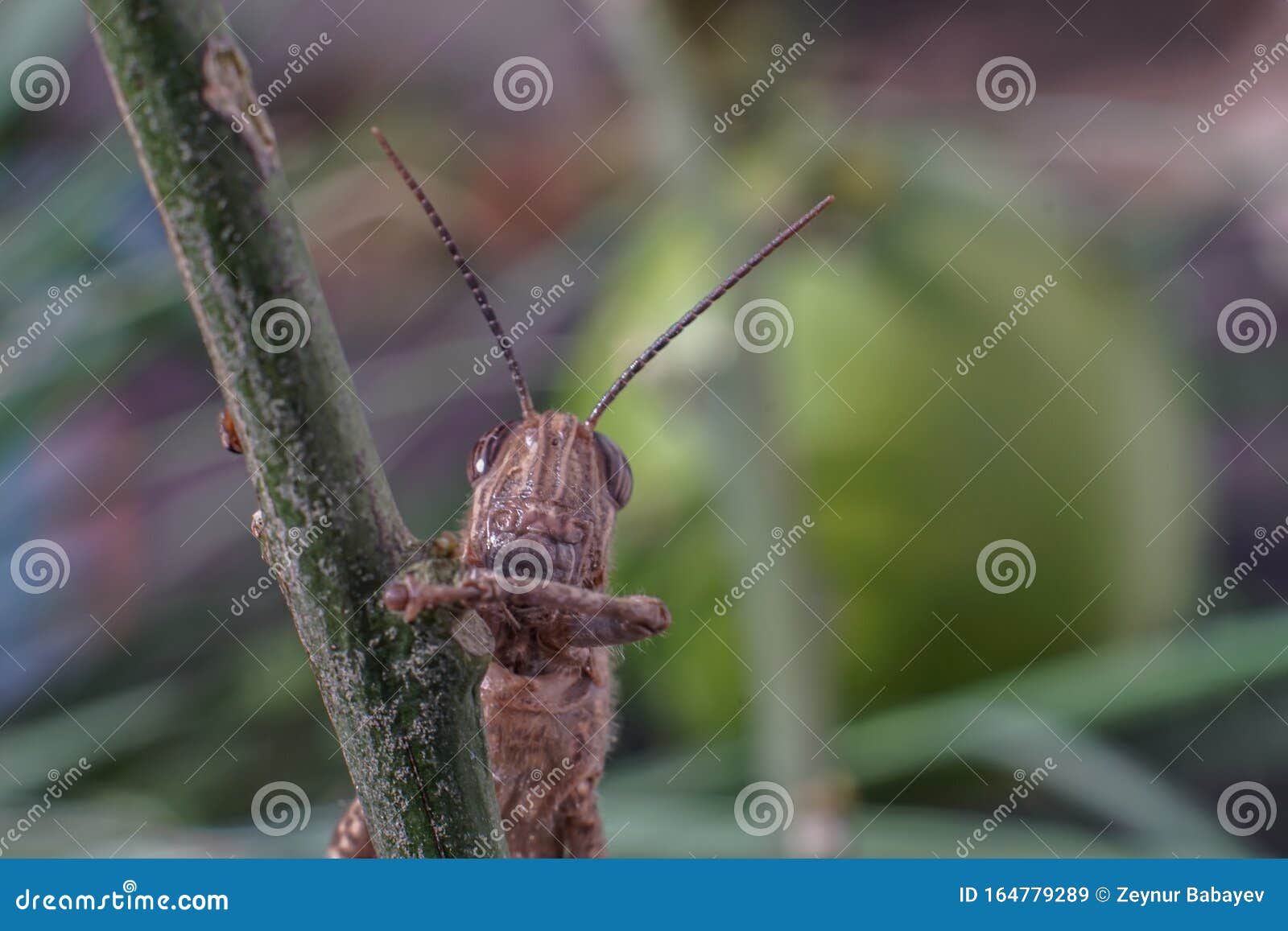 Meadow Grasshopper or Chorthippus Parallelus with Front View. Stock ...