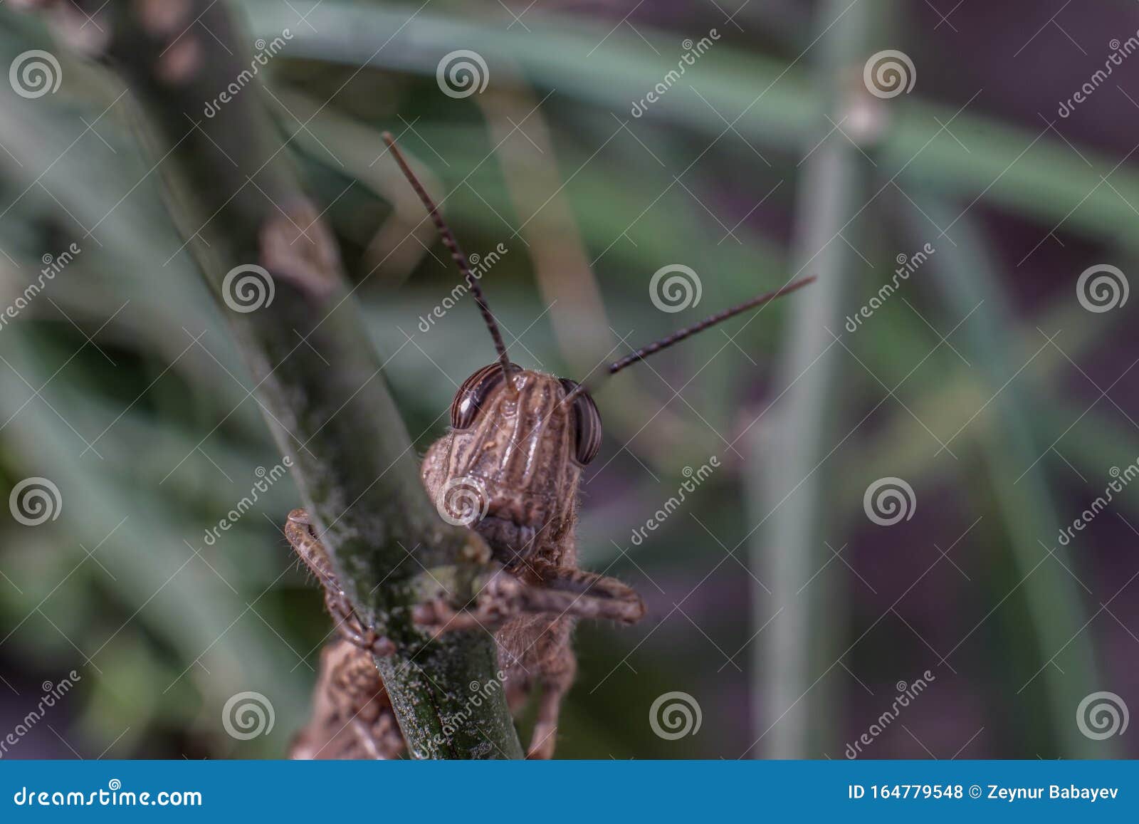 Meadow Grasshopper or Chorthippus Parallelus with Front View. Stock ...
