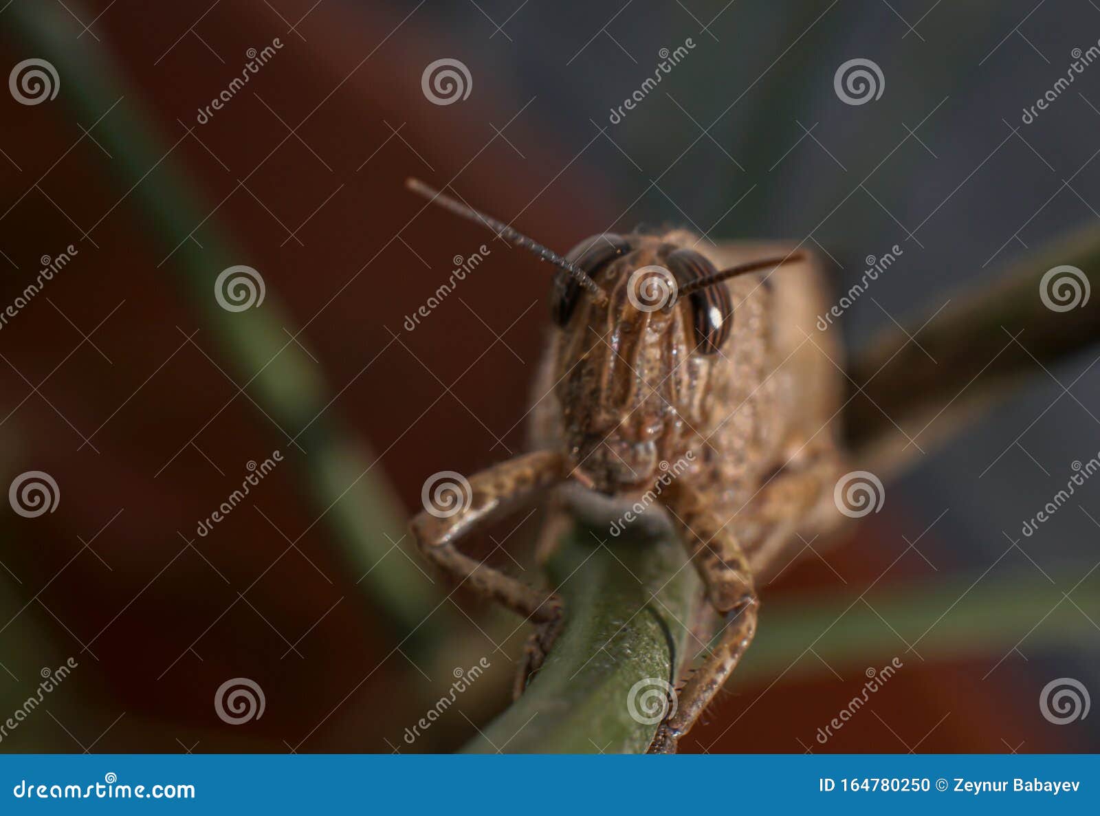 Meadow Grasshopper or Chorthippus Parallelus with Front View. Stock ...