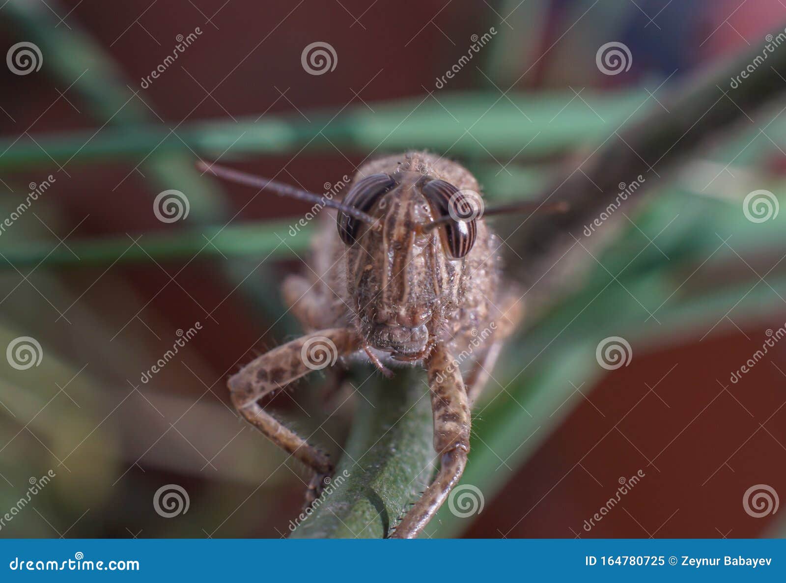 Meadow Grasshopper or Chorthippus Parallelus with Front View. Stock ...
