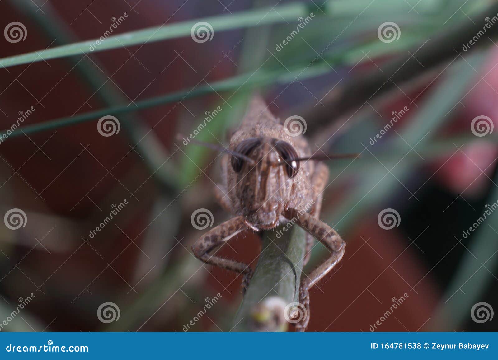 Meadow Grasshopper or Chorthippus Parallelus with Front View. Stock ...