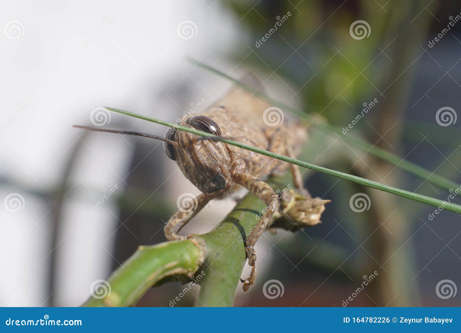 Meadow Grasshopper or Chorthippus Parallelus with Front View. Stock ...