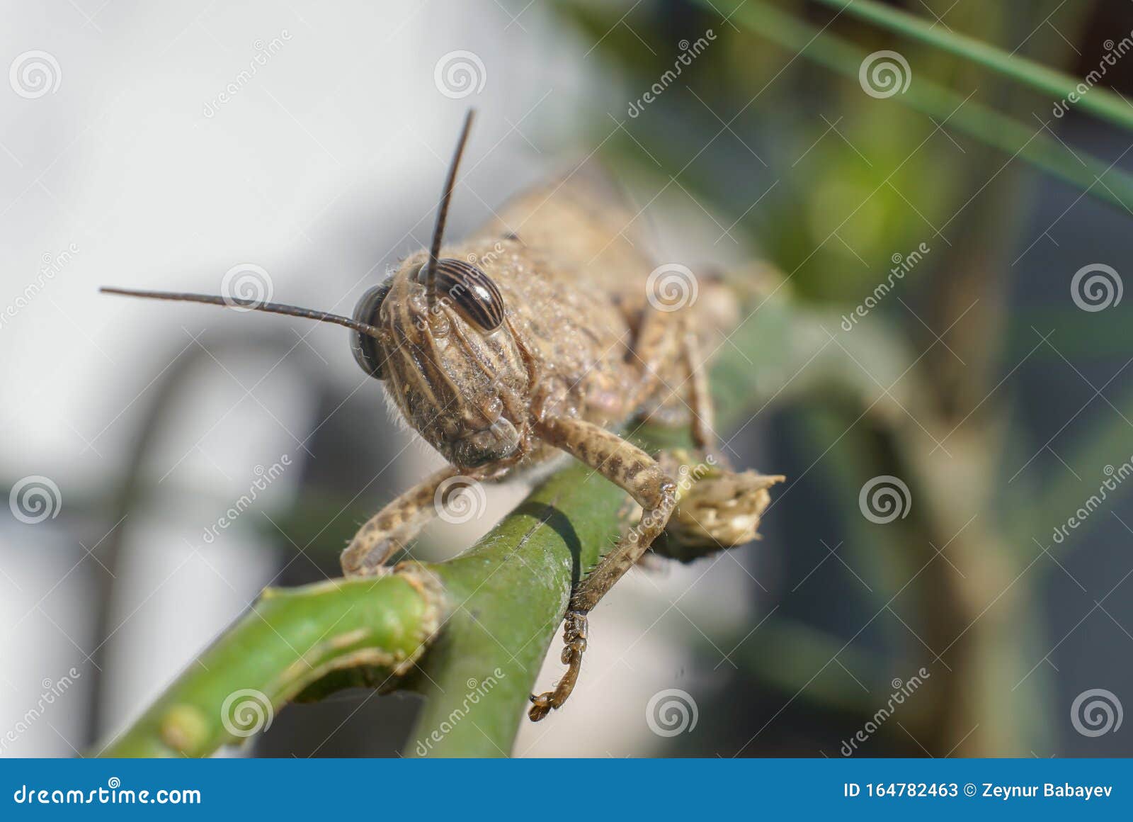 Meadow Grasshopper or Chorthippus Parallelus with Front View. Stock ...