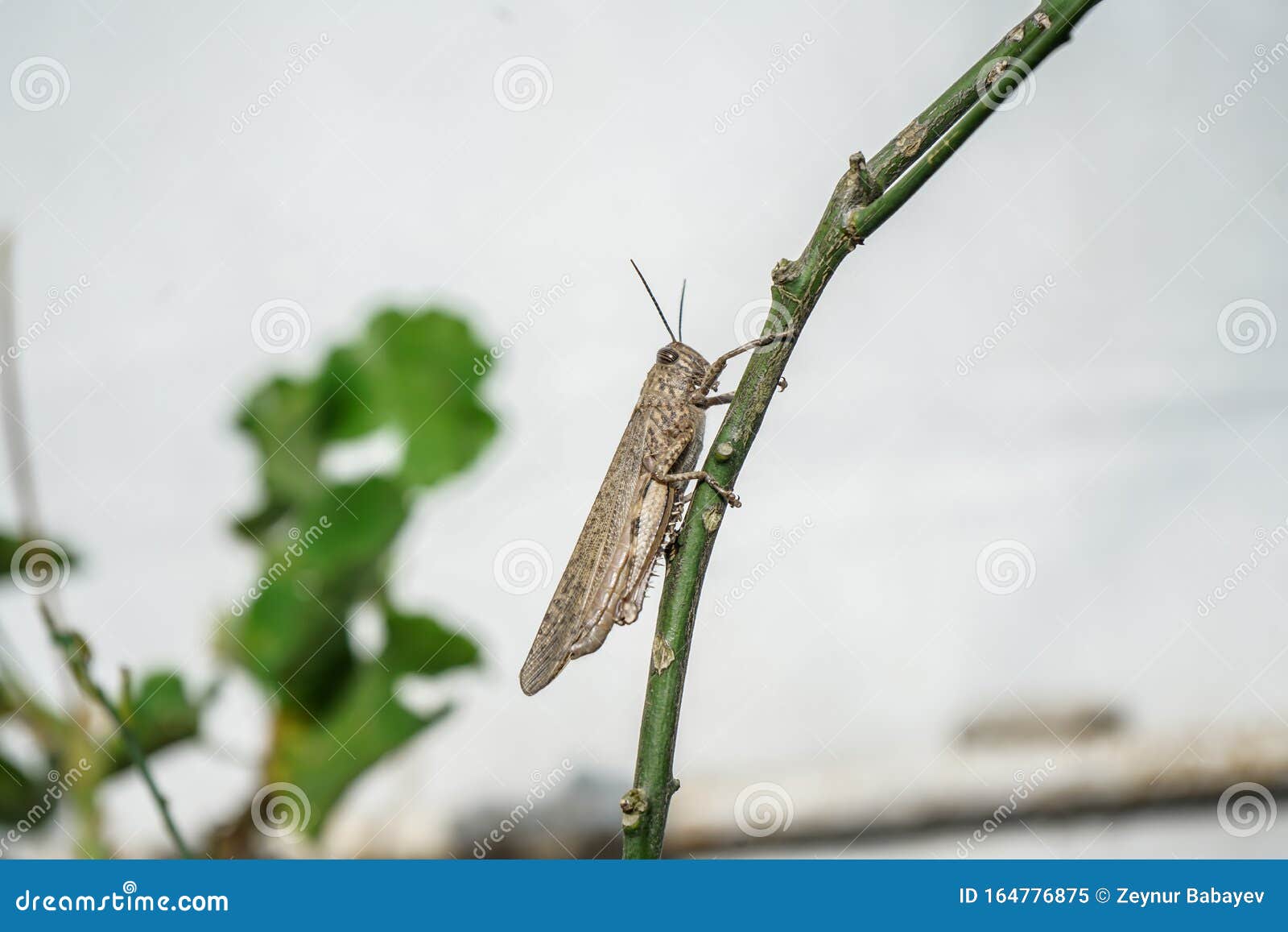 Meadow Grasshopper or Chorthippus Parallelus with Side View. Stock ...