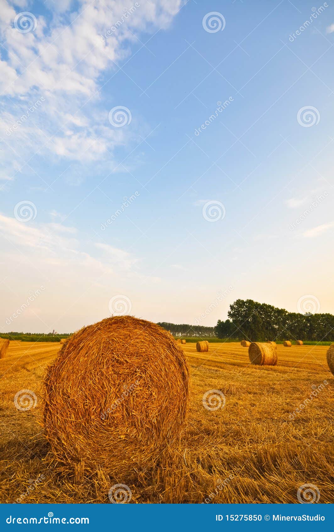 Meadow of Hay Bales in a Late Summer Sunset Stock Photo - Image of ...