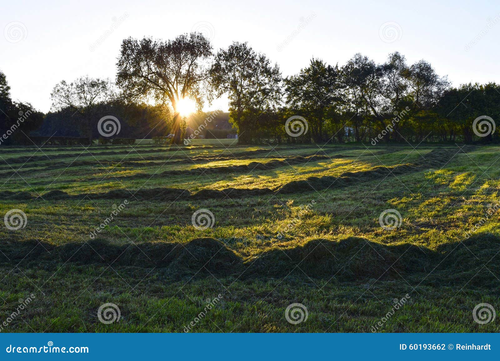 Meadow with hay at sunrise stock photo. Image of farming - 60193662