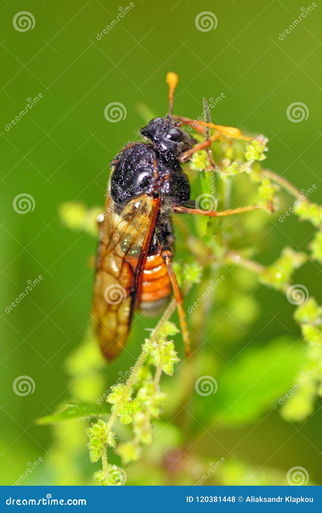 Meadow insect Cicada. stock photo. Image of winged, macro - 120381448