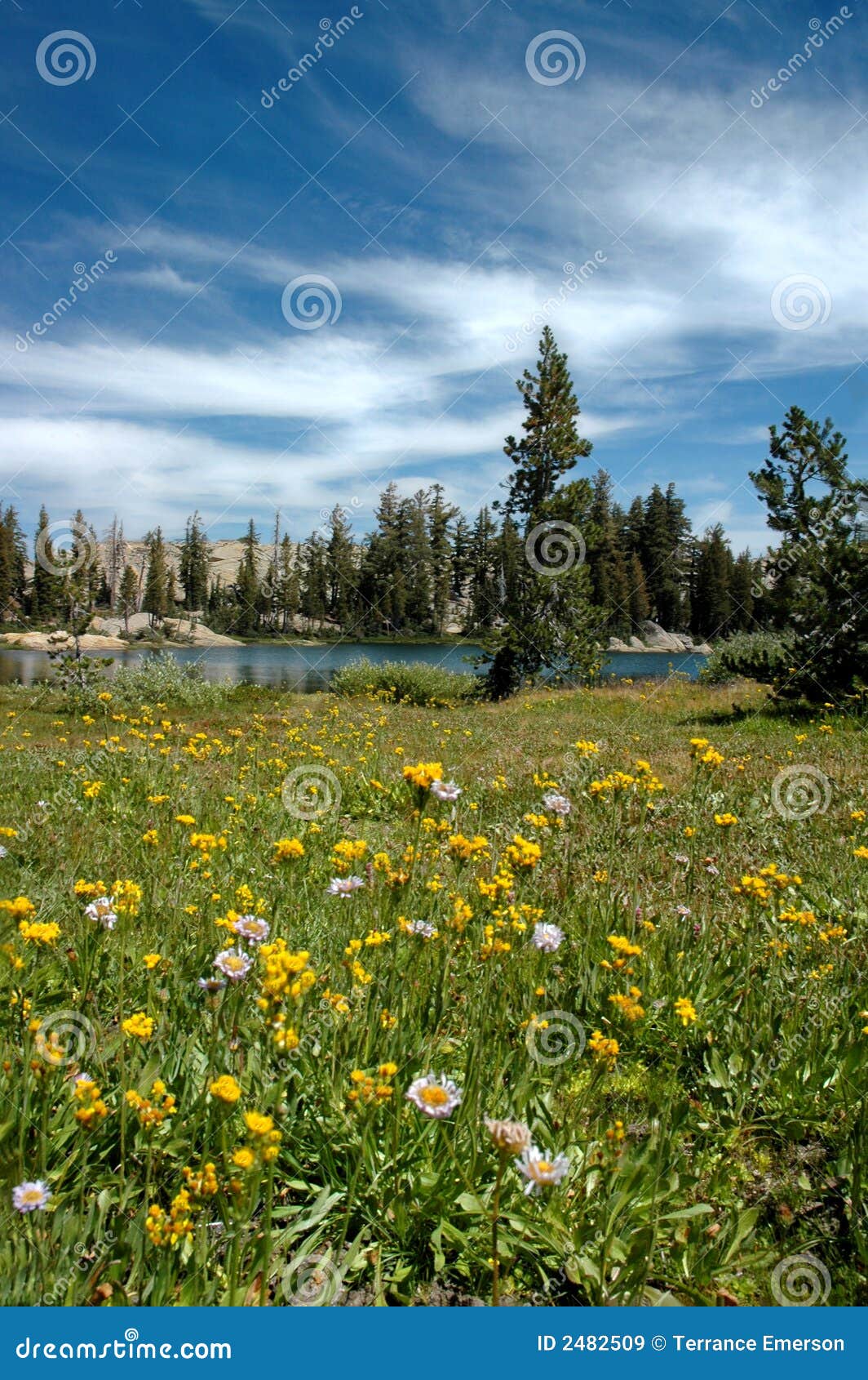 Meadow, Lake, and Sky stock image. Image of landscape - 2482509